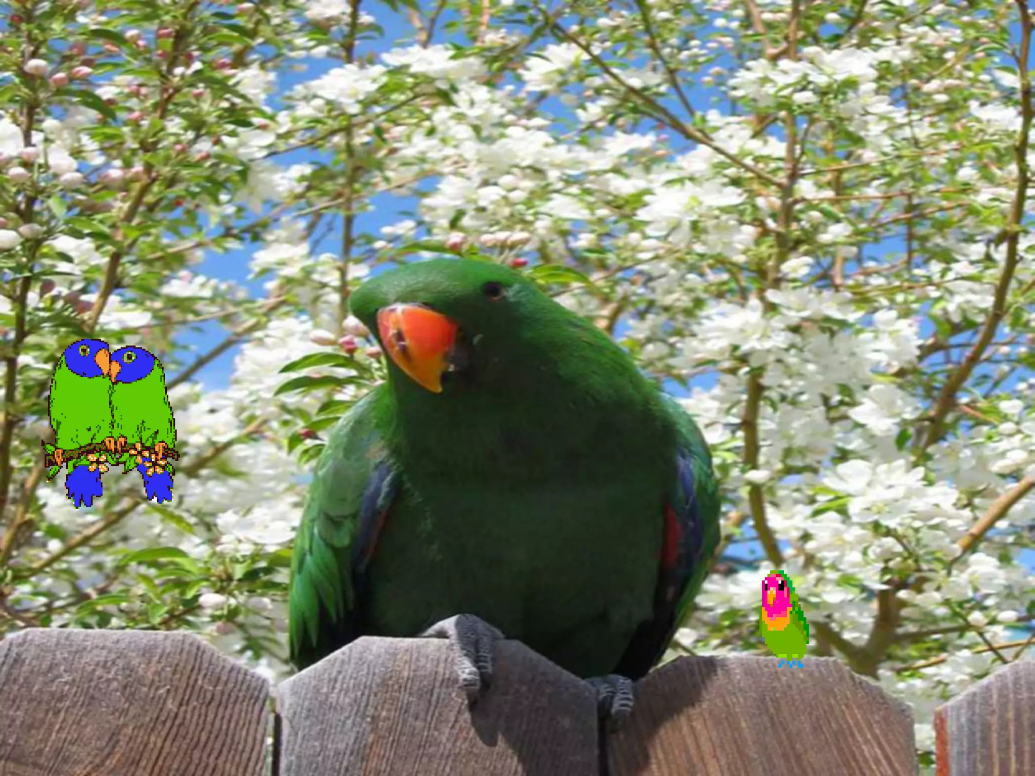 Life Of Parrots | PPS | Family/Children | Genres