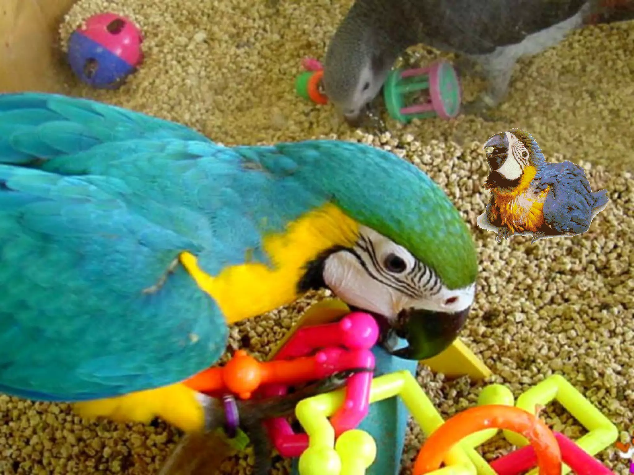 Life Of Parrots | PPS | Family/Children | Genres
