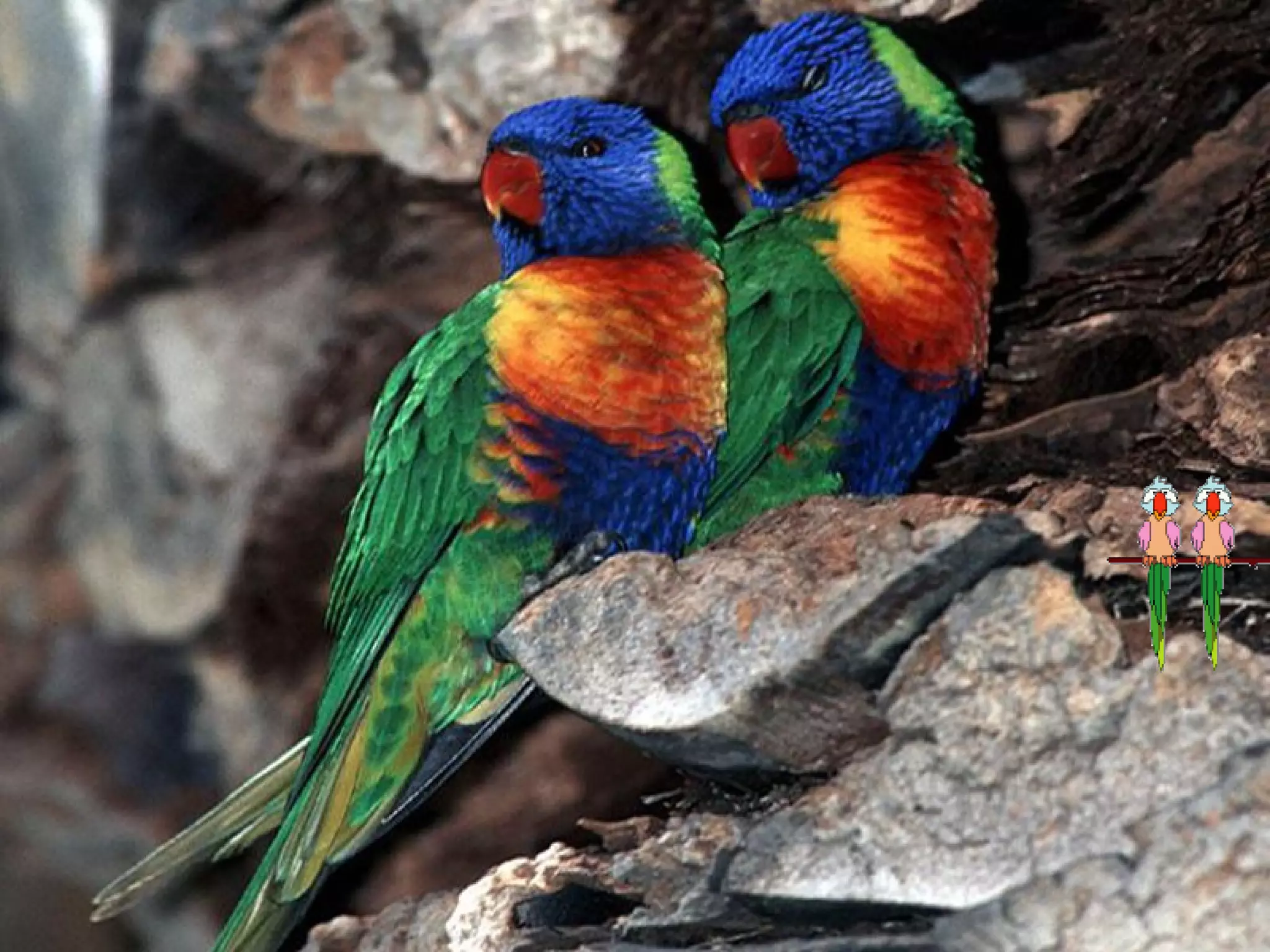 Life Of Parrots | PPS | Family/Children | Genres