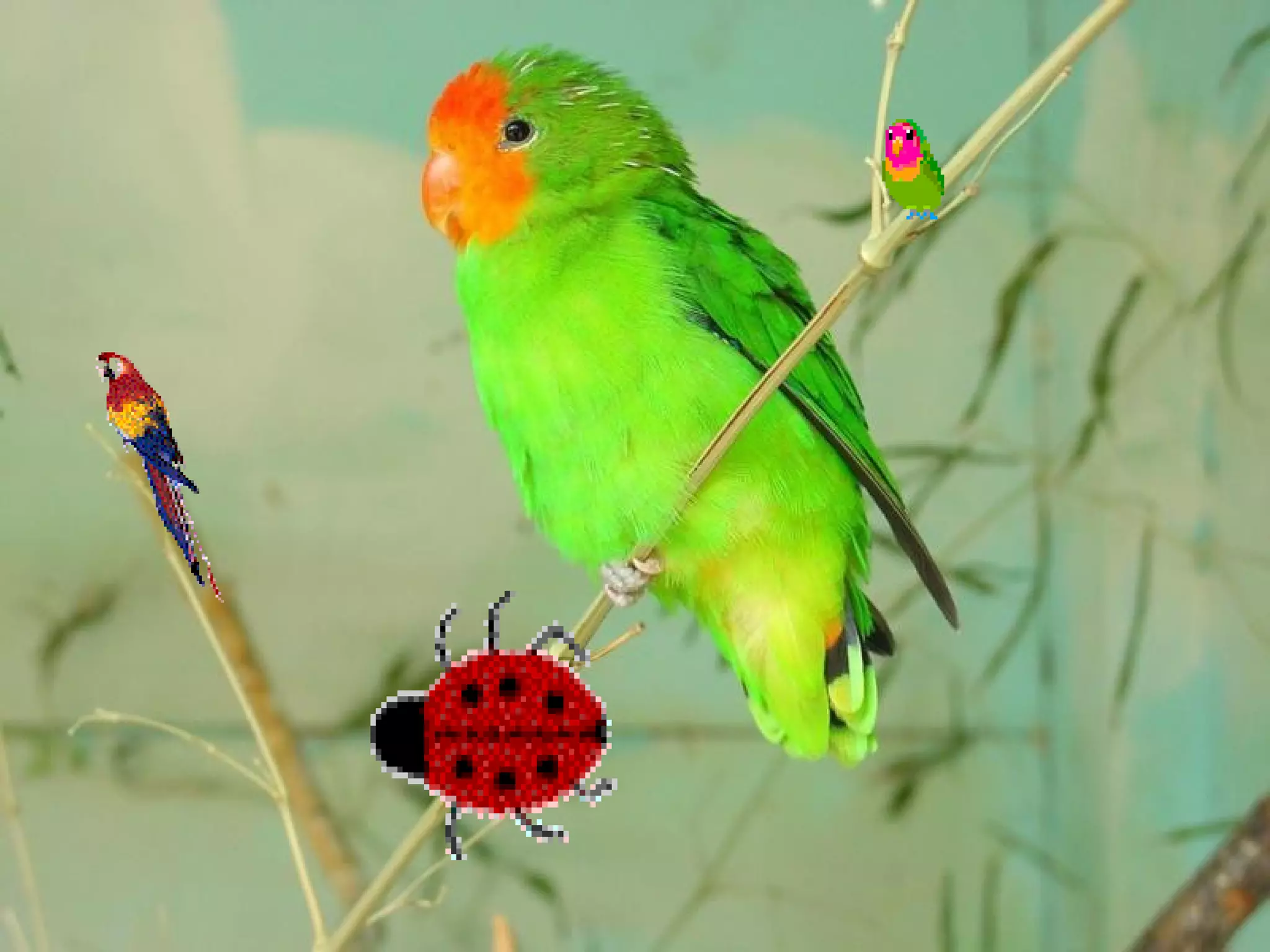 Life Of Parrots | PPS