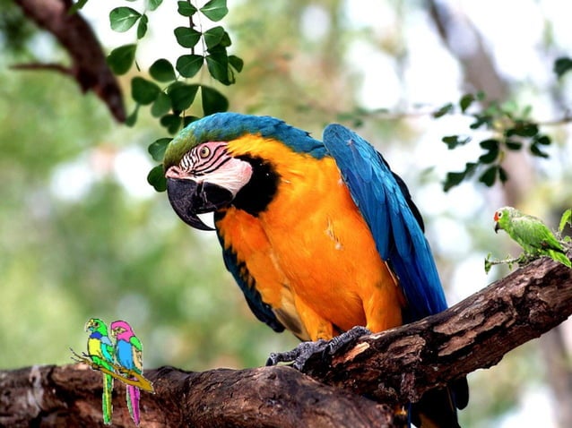 Life Of Parrots | PPS | Family/Children | Genres