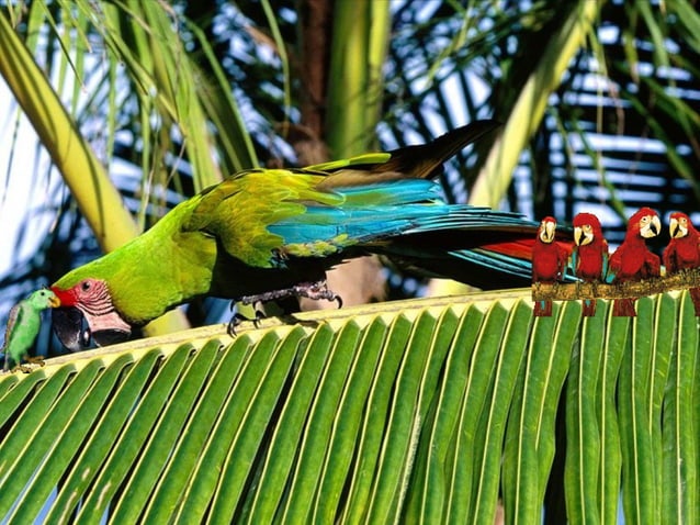 Life Of Parrots | PPS | Family/Children | Genres