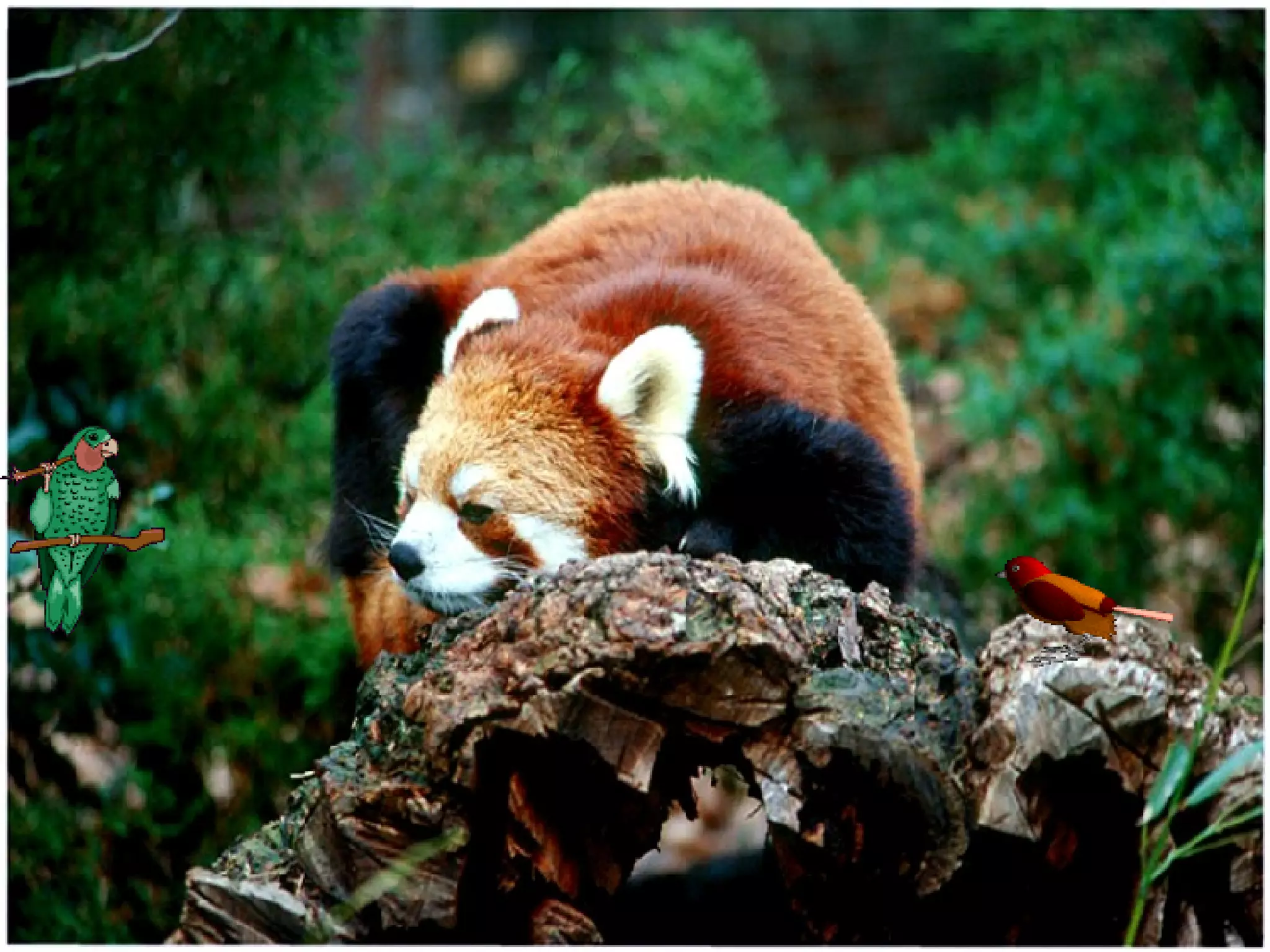 Life Of Red Panda Bears | PPS