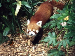 Life Of Red Panda Bears | PPS