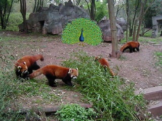 Life Of Red Panda Bears | PPS