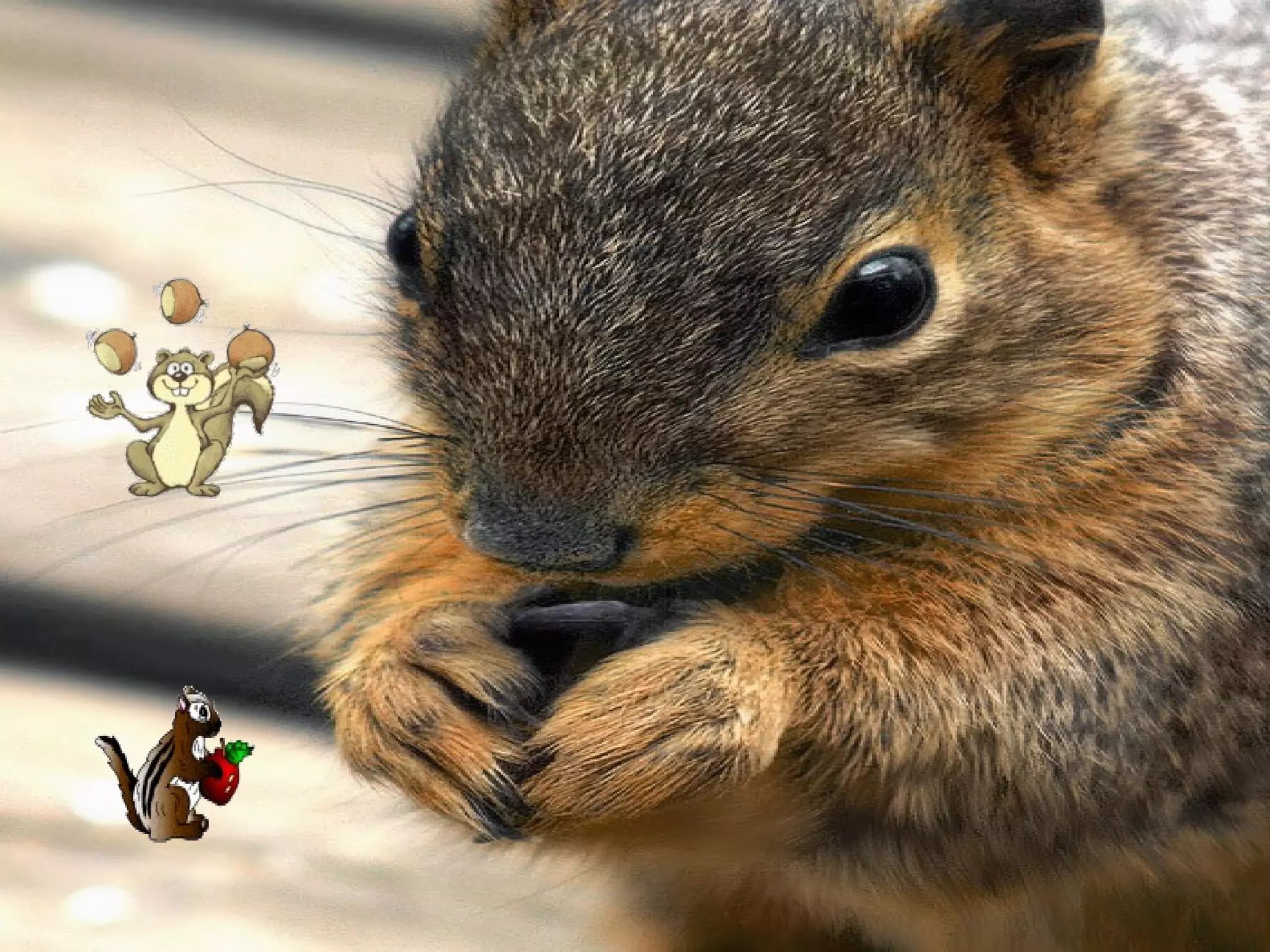 Life Of Squirrels | PPS
