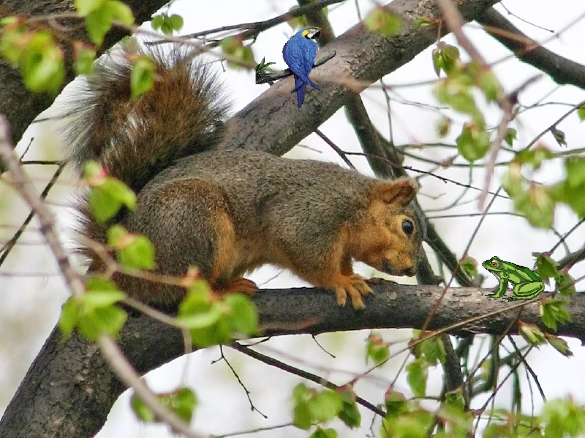 Life Of Squirrels | PPS