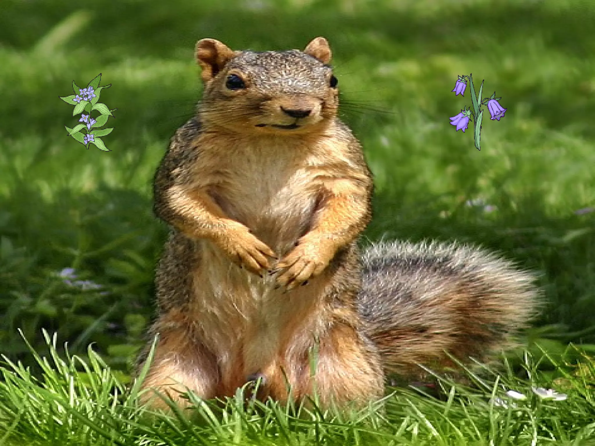Life Of Squirrels | PPS
