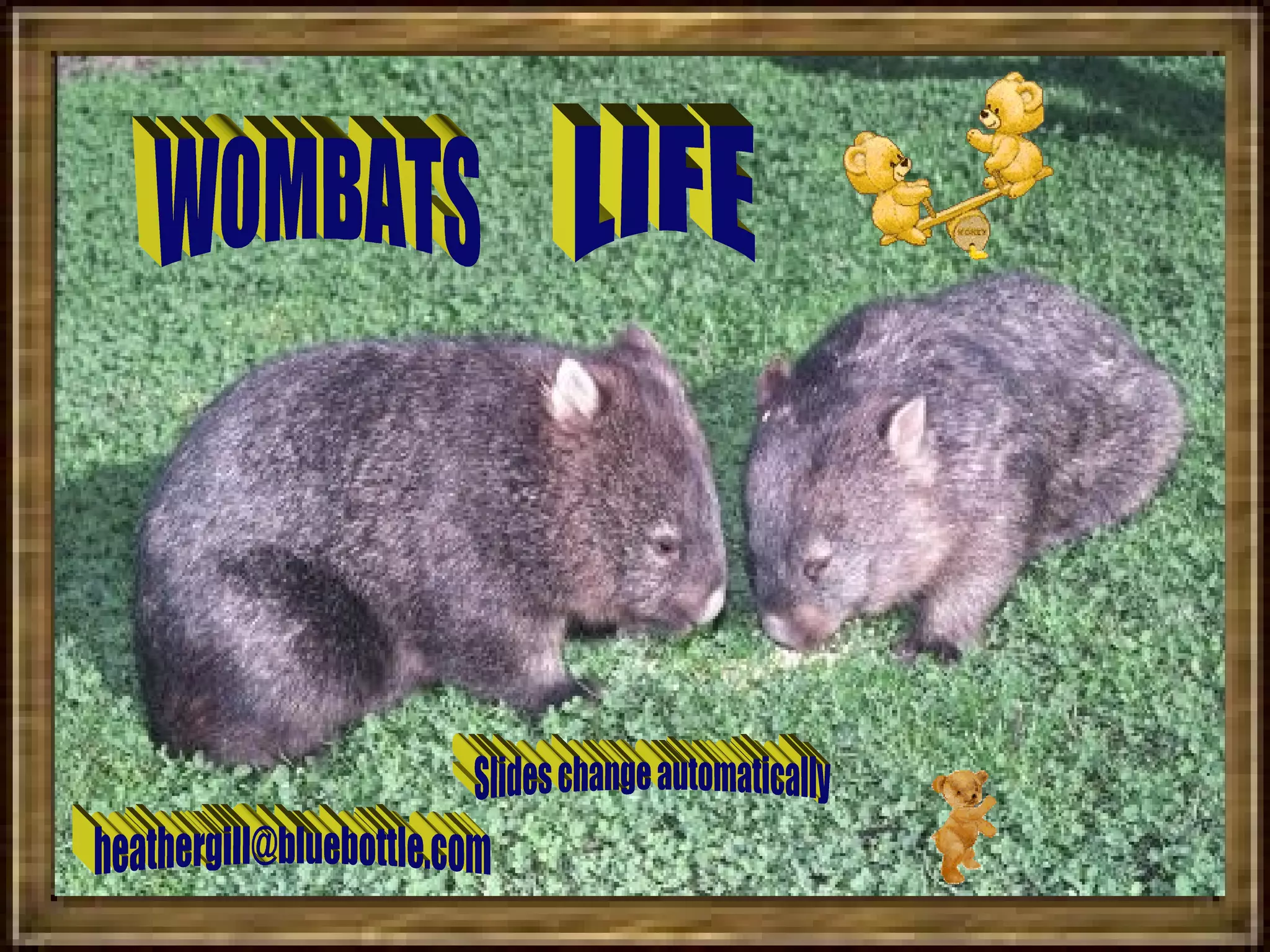 Life Of Wombats | PPS