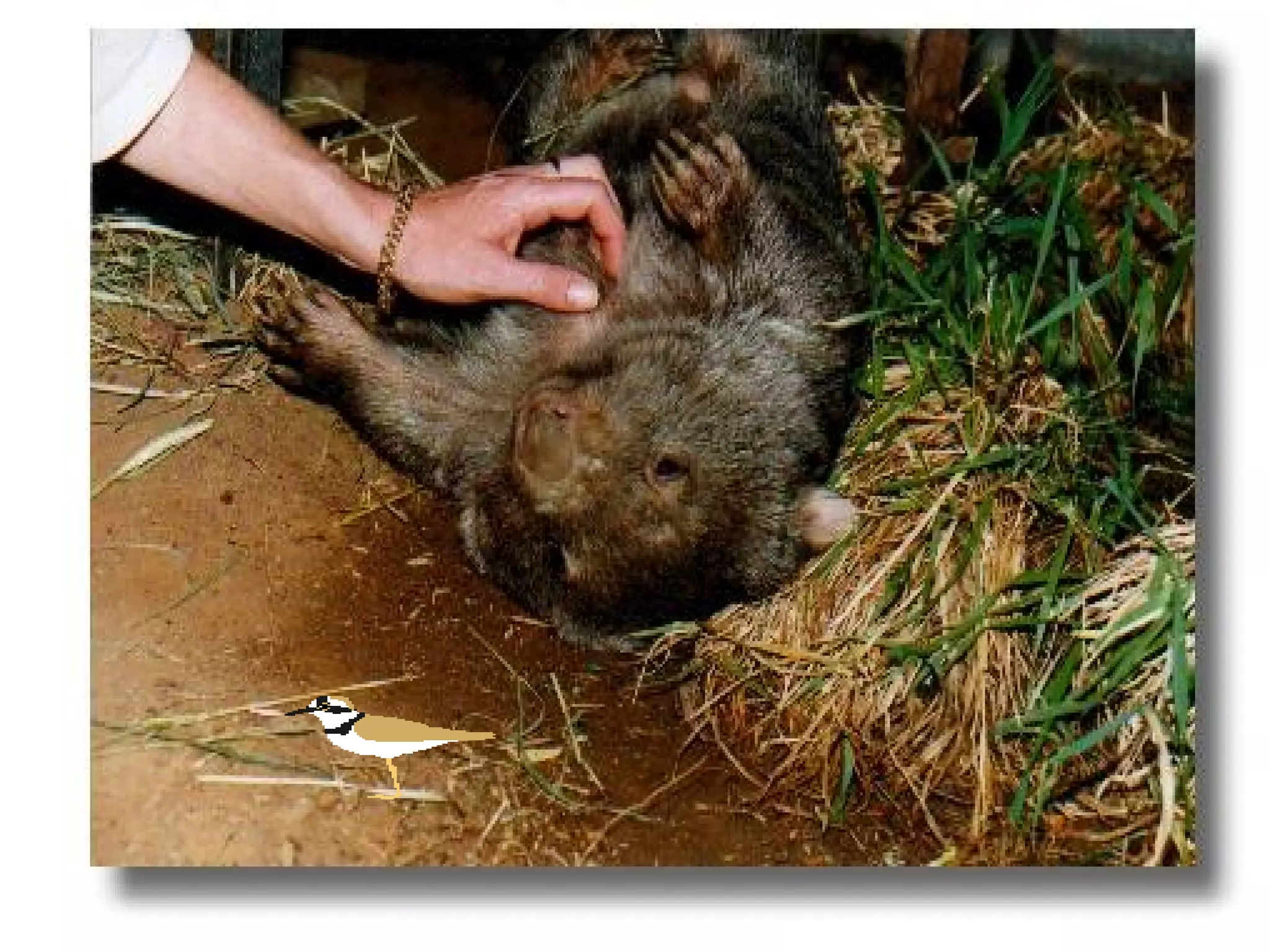 Life Of Wombats | PPS