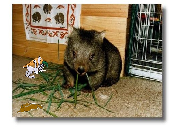 Life Of Wombats