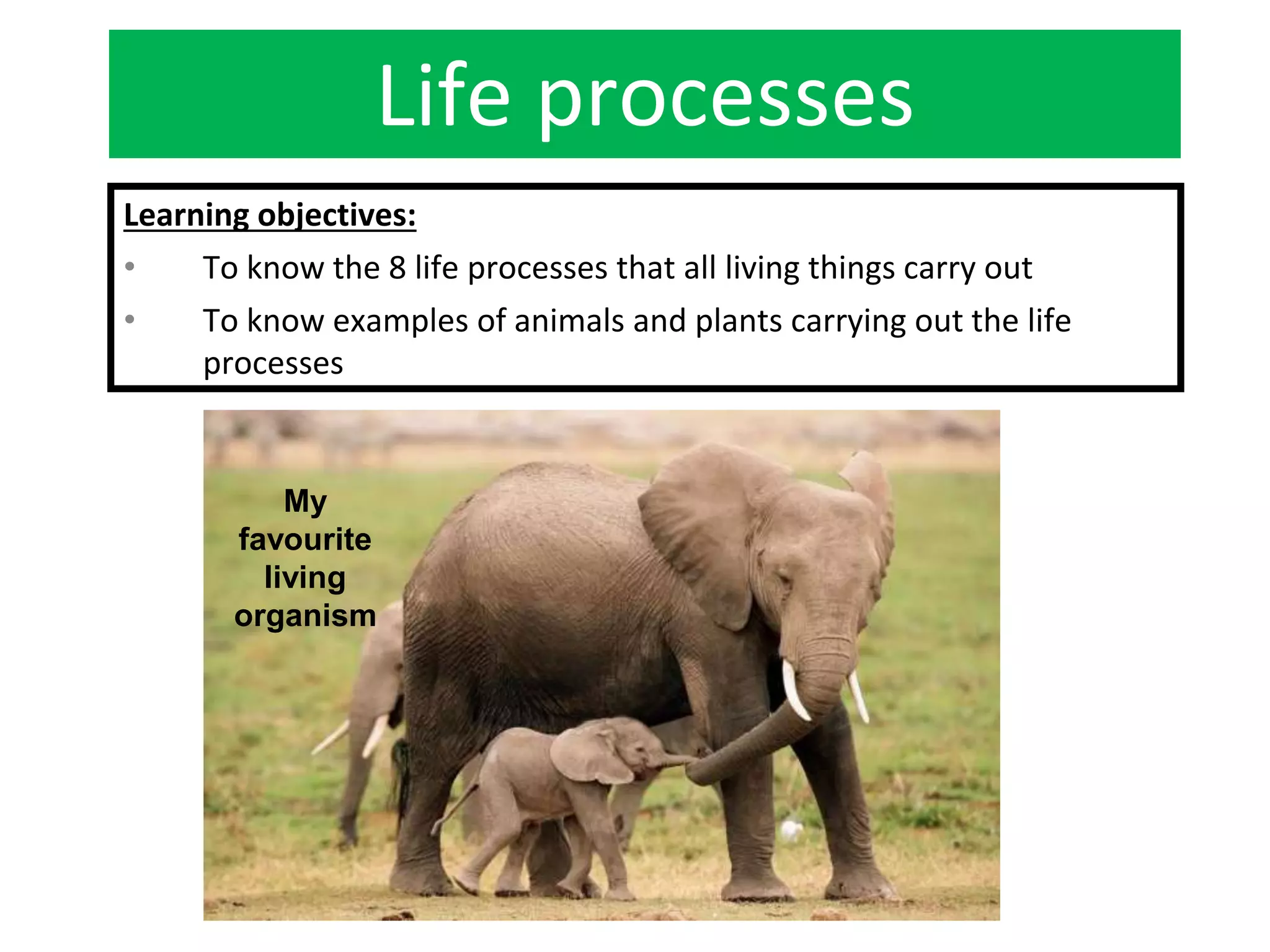 Life processes | PPTX
