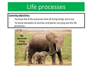 Life processes | PPTX