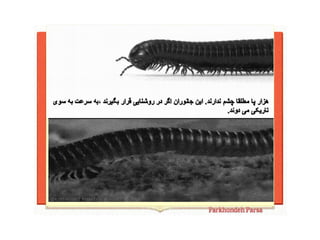 Life without light-1 | PPT