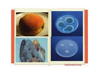 Life without light-1 | PPT