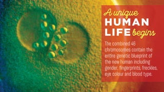 Lennart Nilsson: Life Before Birth | PDF