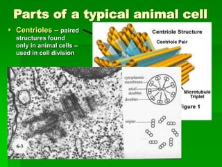 life_science_introduction_chap_1_part1.ppt