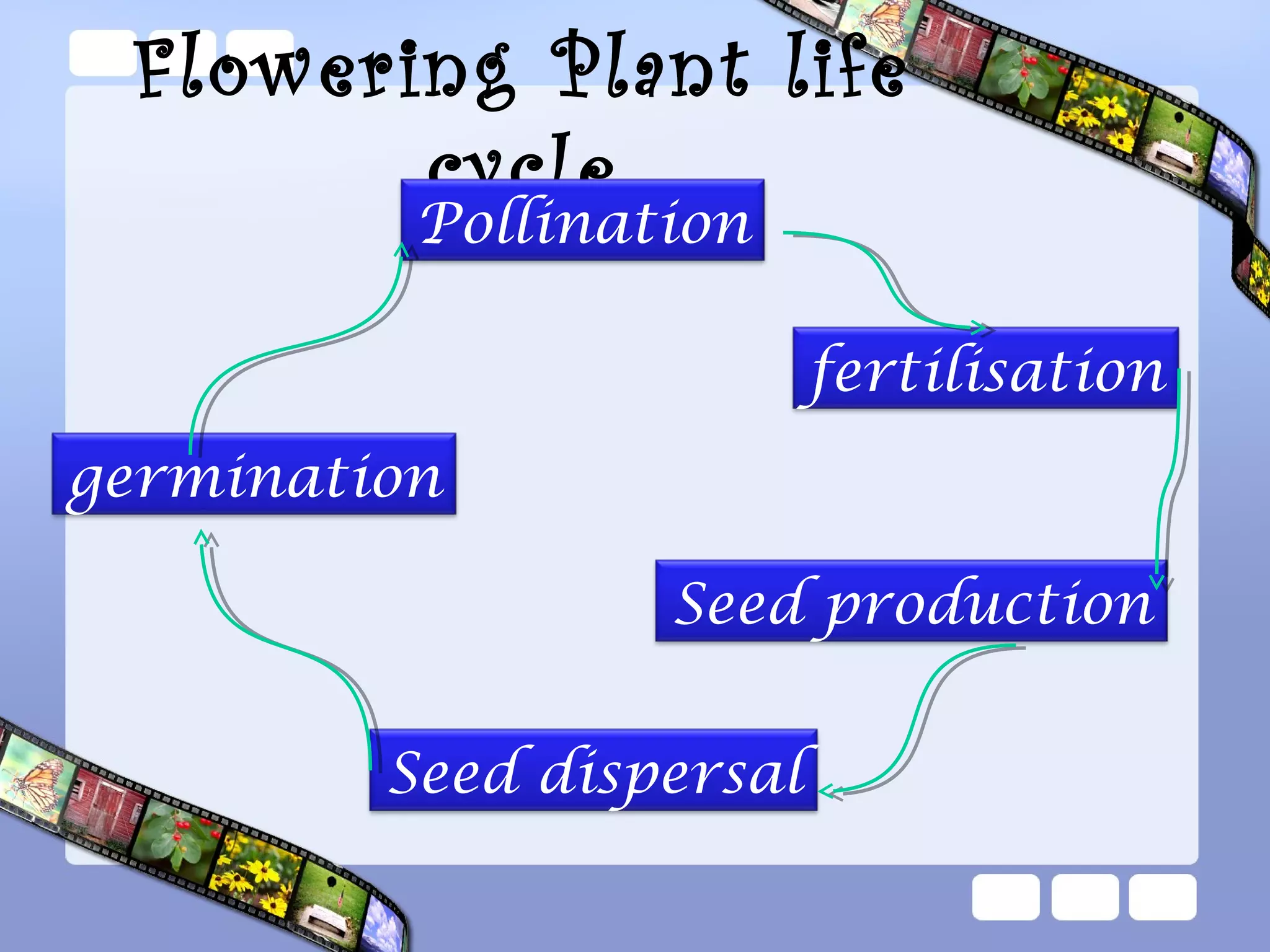 Life cycle | PPT