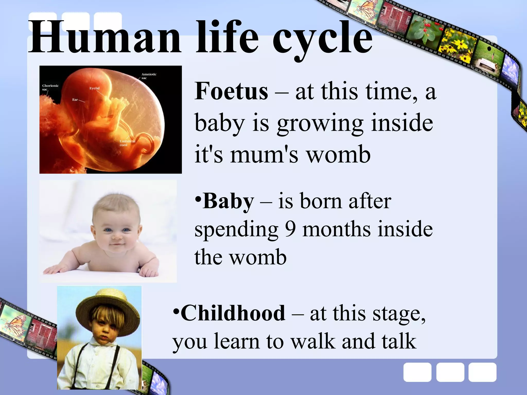 Life cycle | PPT