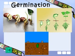 Life cycle | PPT