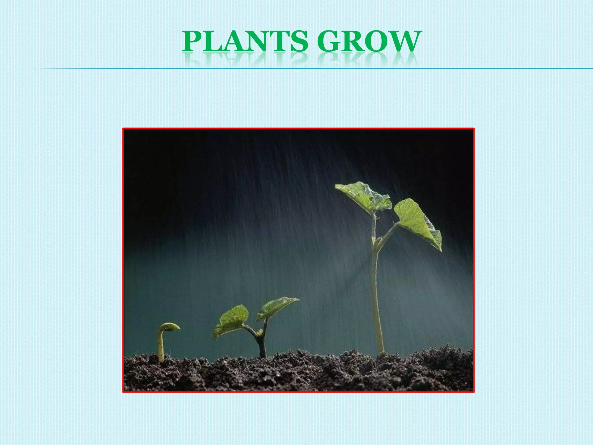 Life cycle of a plant | PPTX
