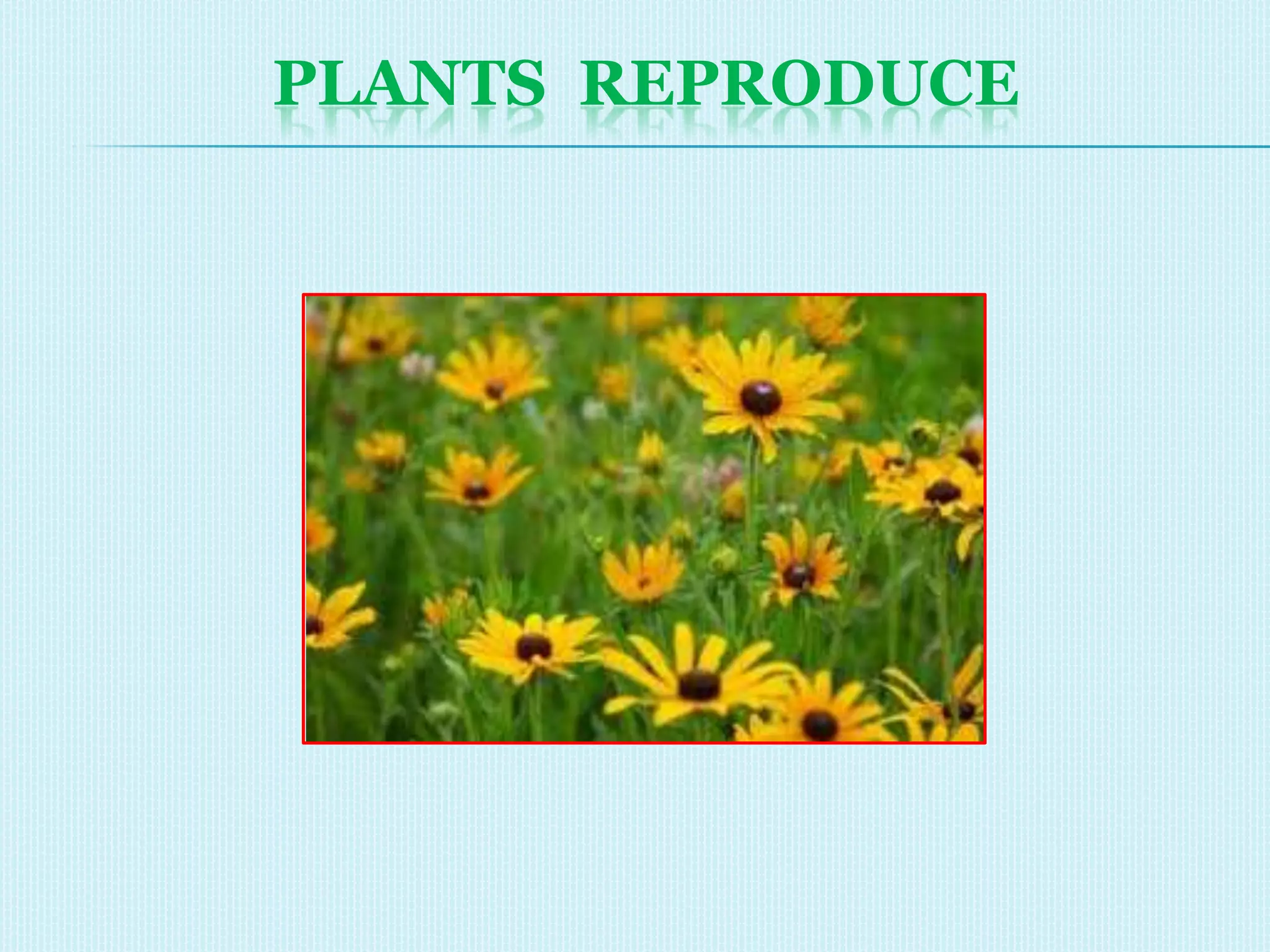 Life cycle of a plant | PPTX