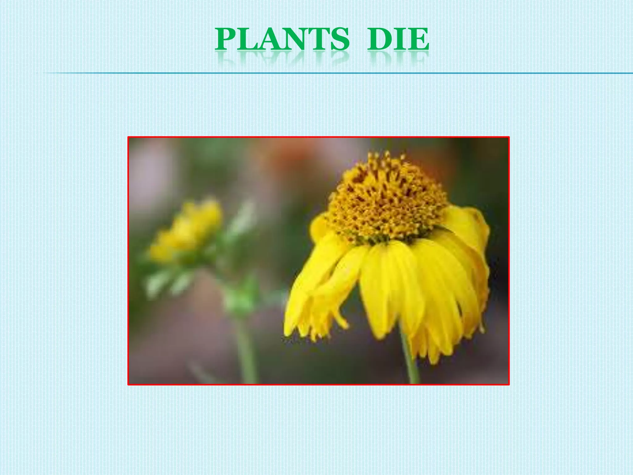 Life cycle of a plant | PPTX