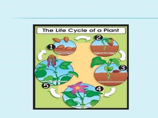 Life cycle of a plant | PPTX