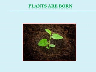Life cycle of a plant | PPTX