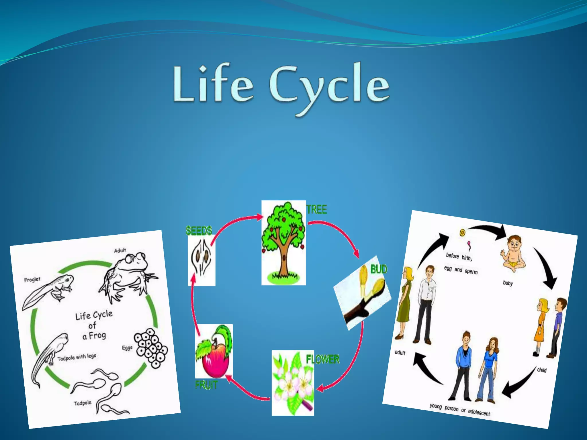 Life Cycles | PPT