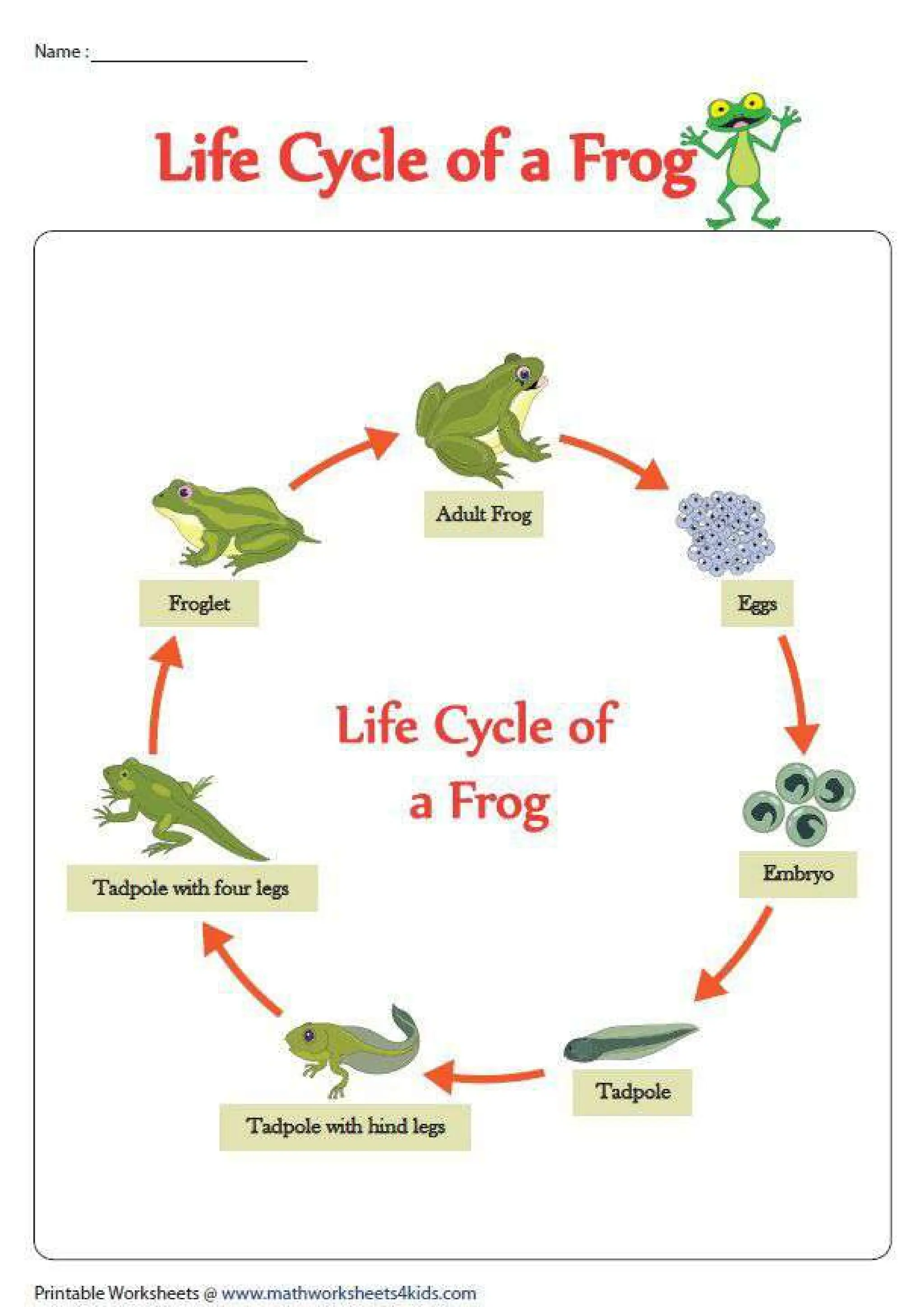Life cycle science for kids 5-6 year old | PDF