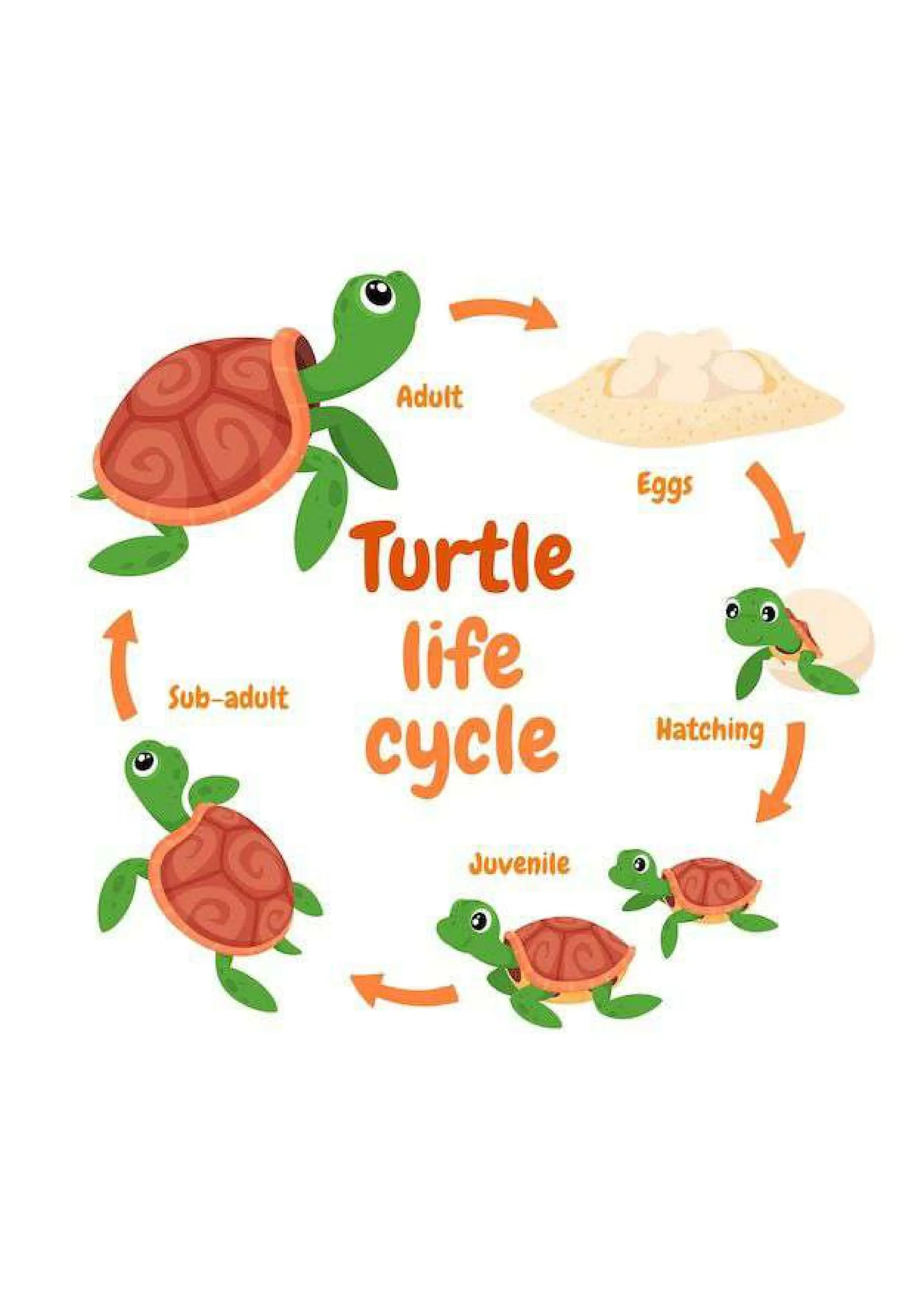 Life cycle science for kids 5-6 year old | PDF