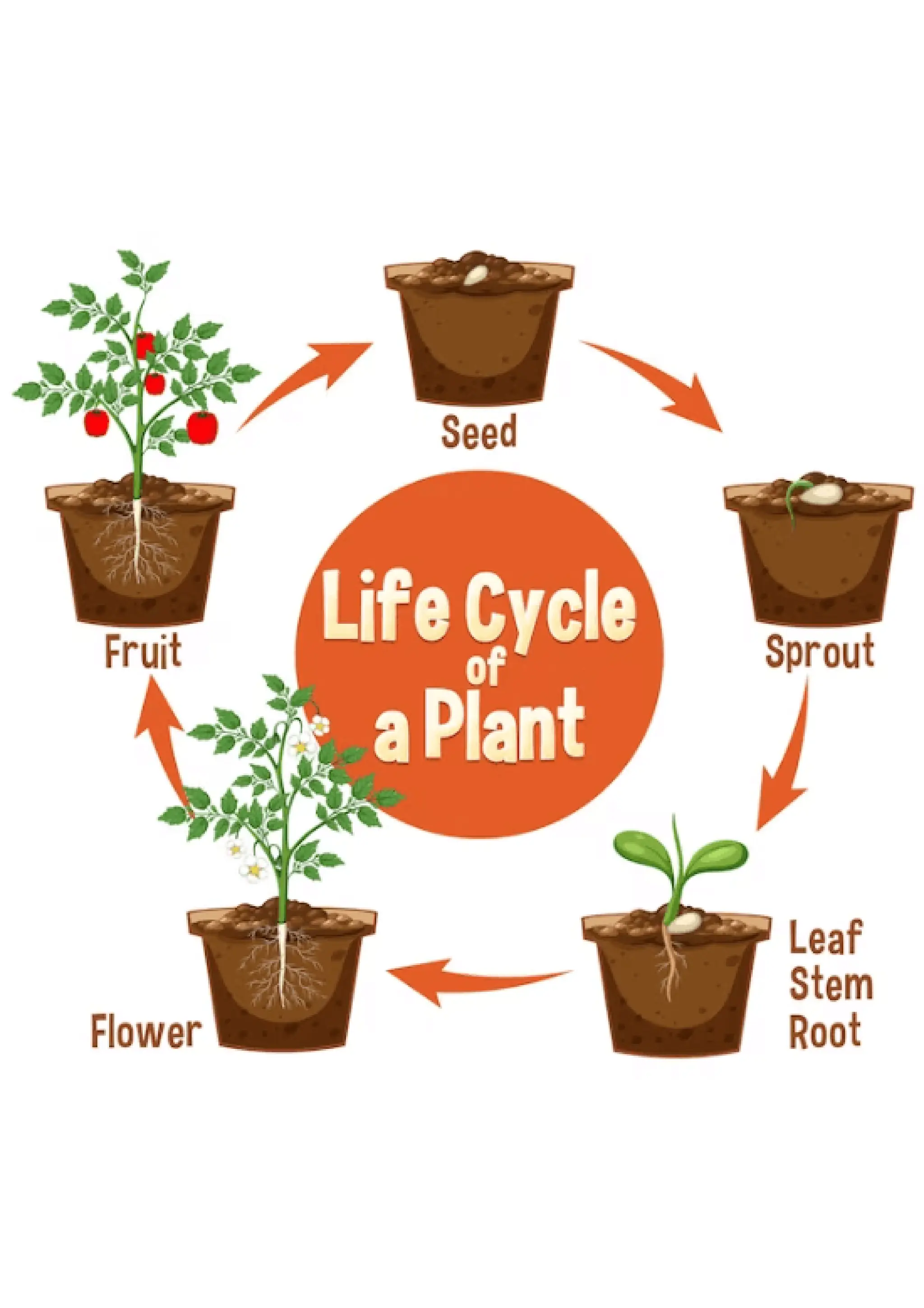 Life cycle science for kids 5-6 year old | PDF