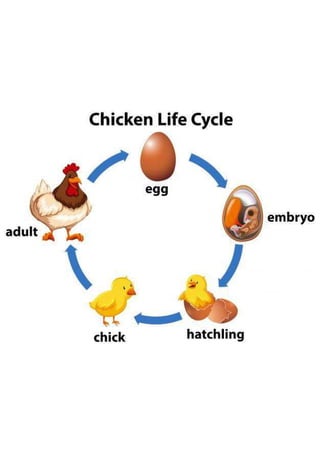 Life cycle science for kids 5-6 year old | PDF