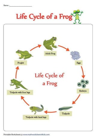 Life cycle science for kids 5-6 year old | PDF
