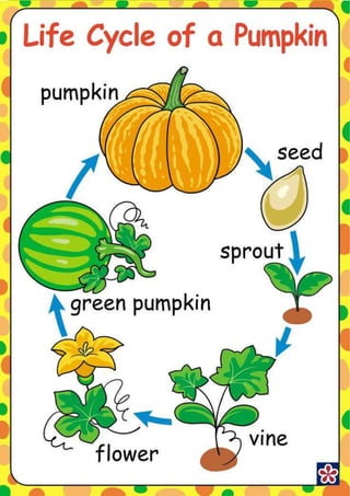 Life cycle science for kids 5-6 year old | PDF