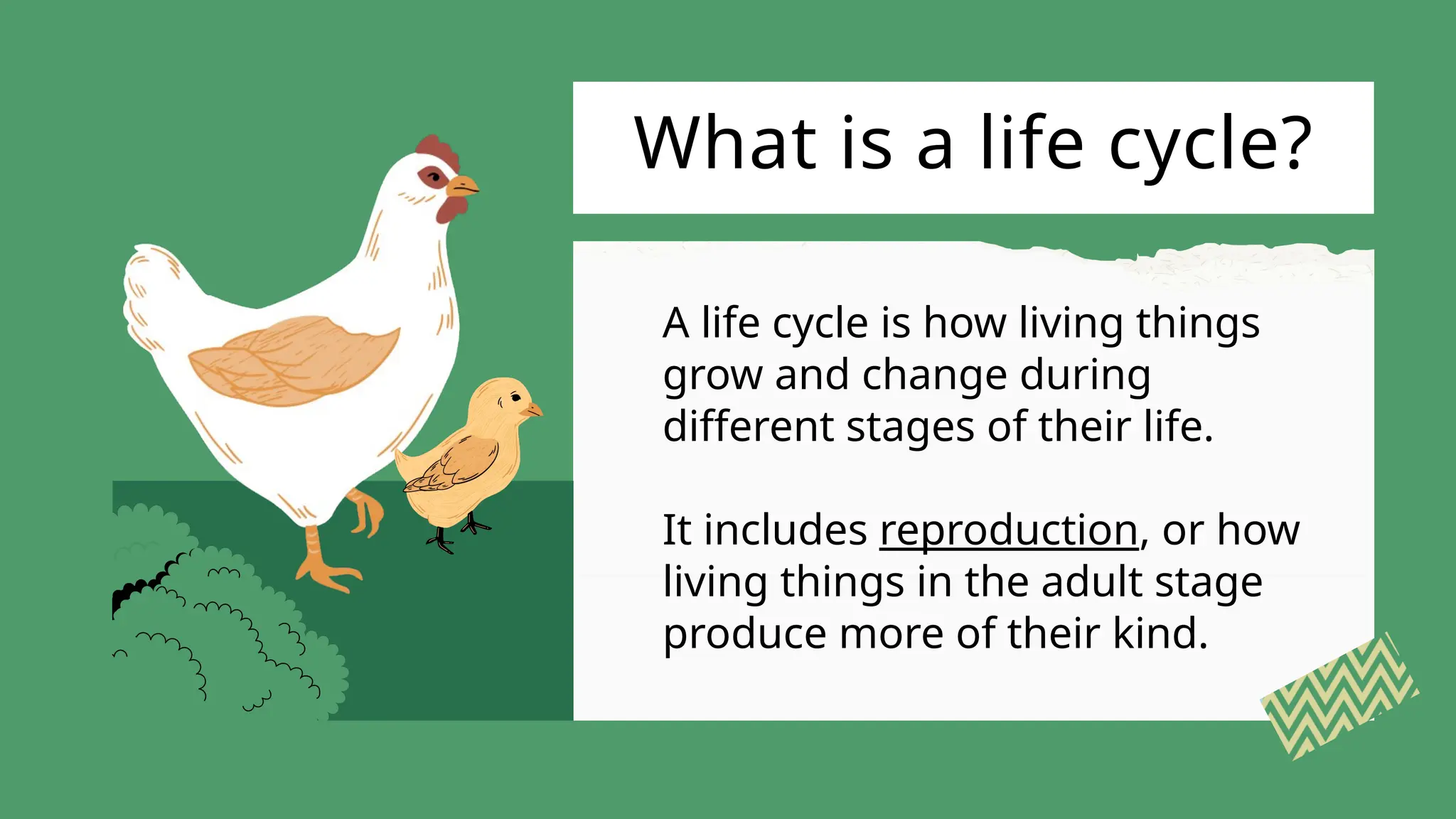 life cycle hhjshhhhhhhhhhhhhhhhshshhhh.pptx