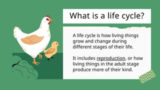 life cycle hhjshhhhhhhhhhhhhhhhshshhhh.pptx