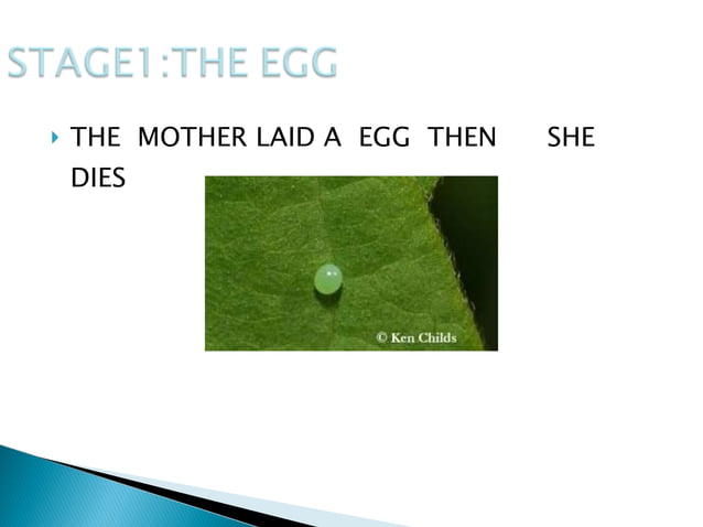 Life Cycle Student A | PPT