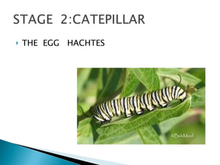 Life Cycle Student A | PPT