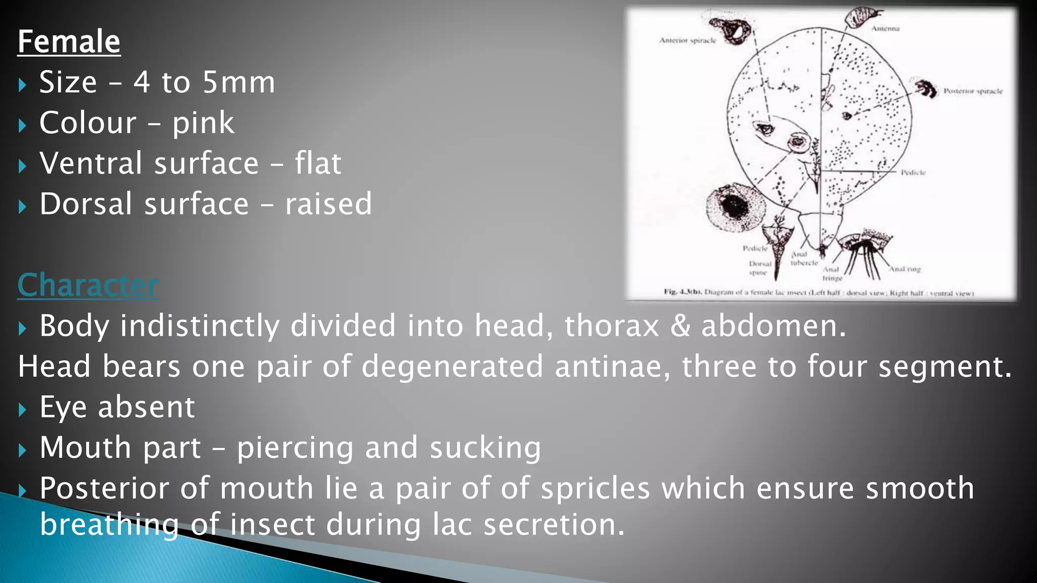 life cycle and biology of lack insect. ppt.pptx