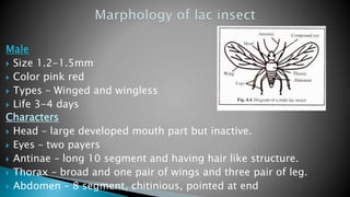 life cycle and biology of lack insect. ppt.pptx
