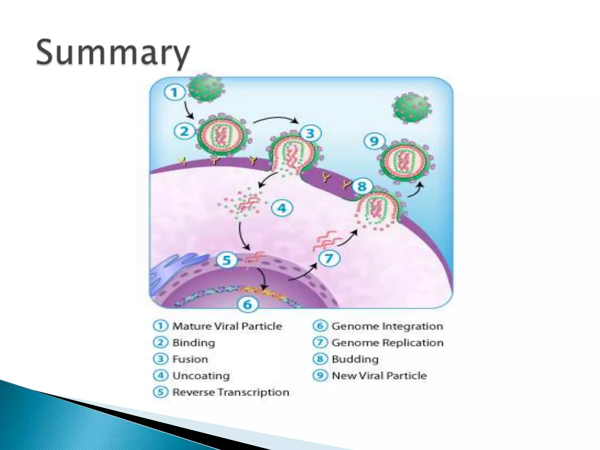Life cycle and pathogenesis hiv | PPTX