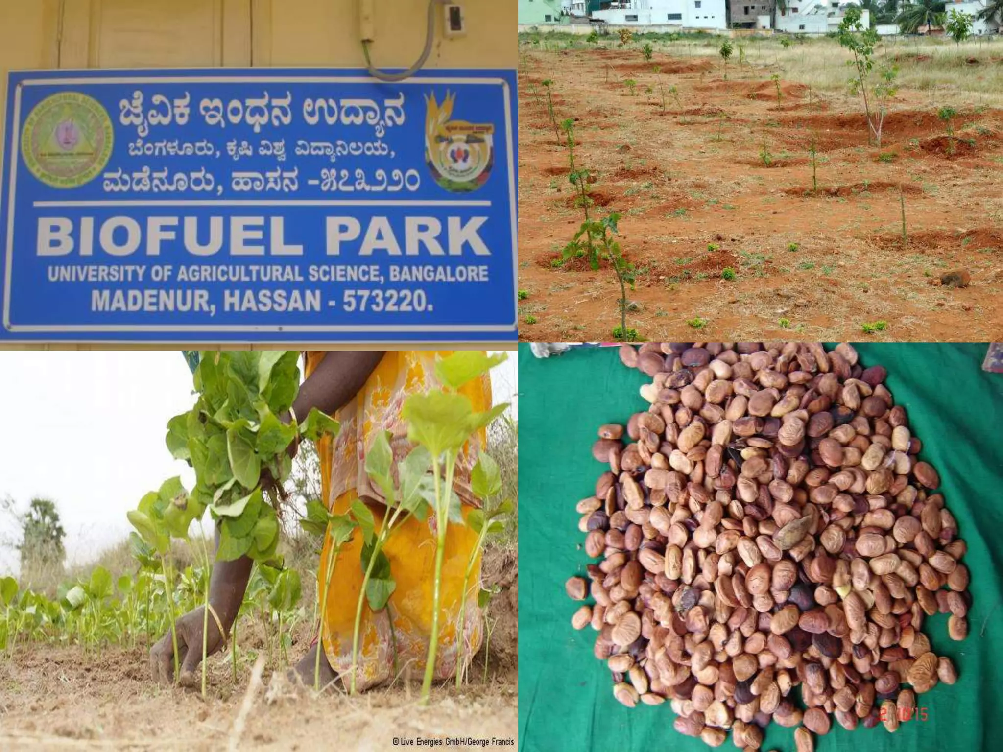 Life cycle assessment of biodiesel production from pongamia | PPTX