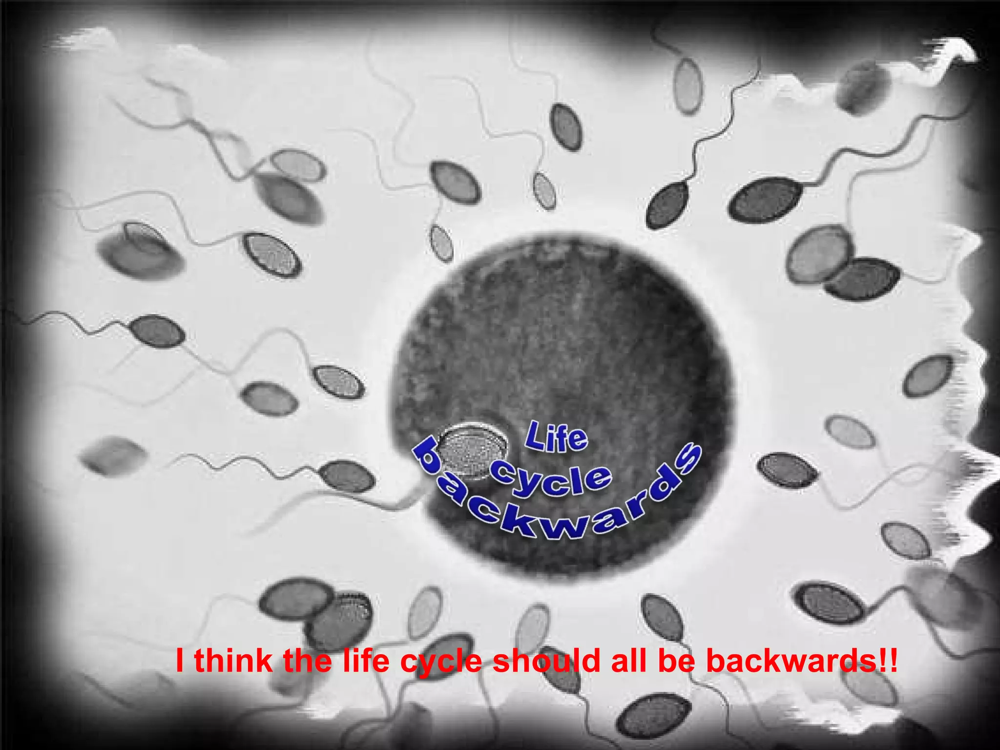 Life cycle backwards | PPS