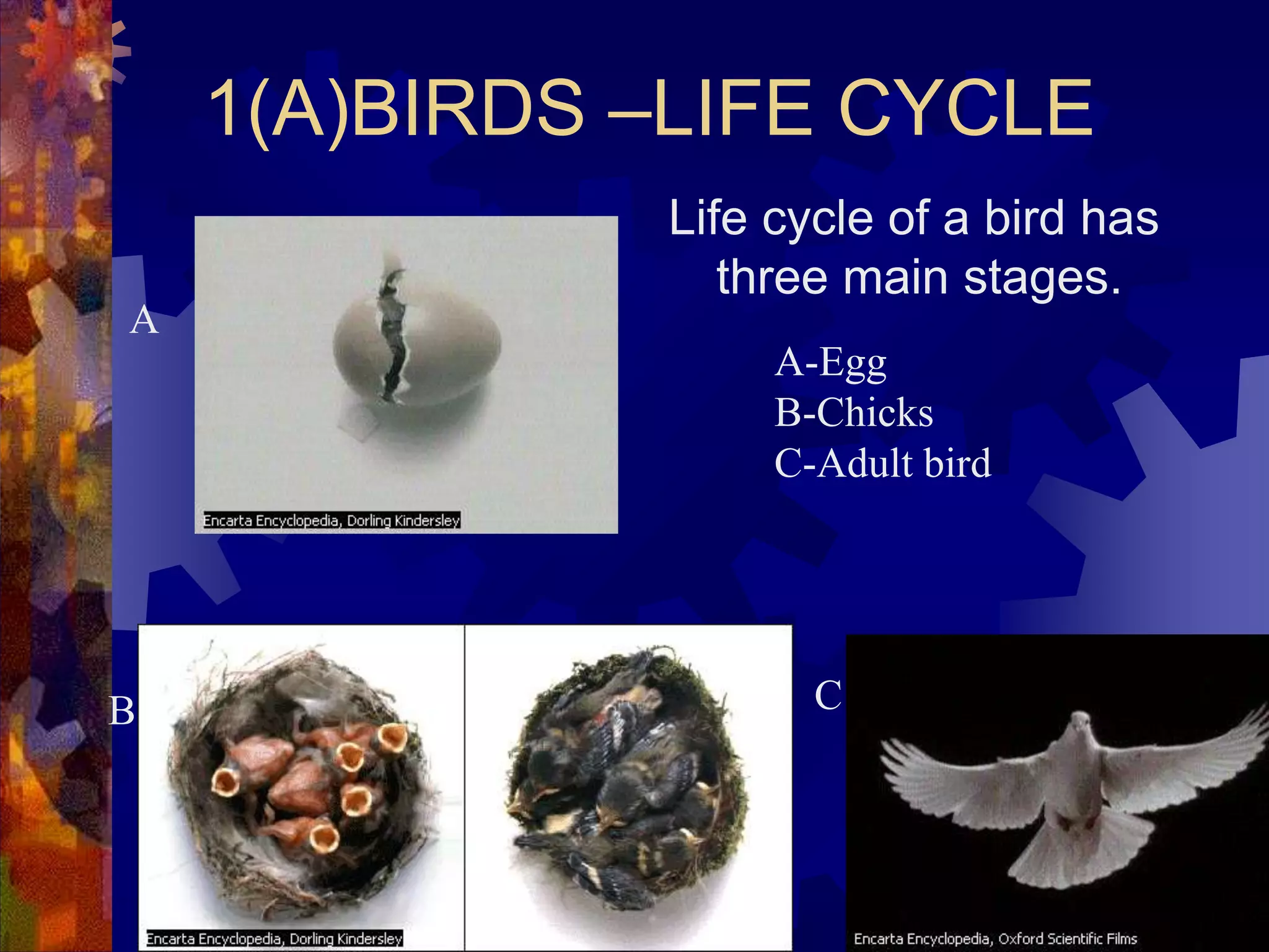 life cycle egg laying animals (1).ppt