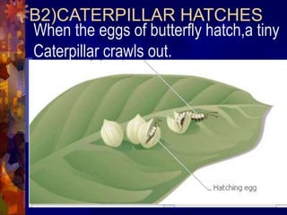 life cycle egg laying animals (1).ppt