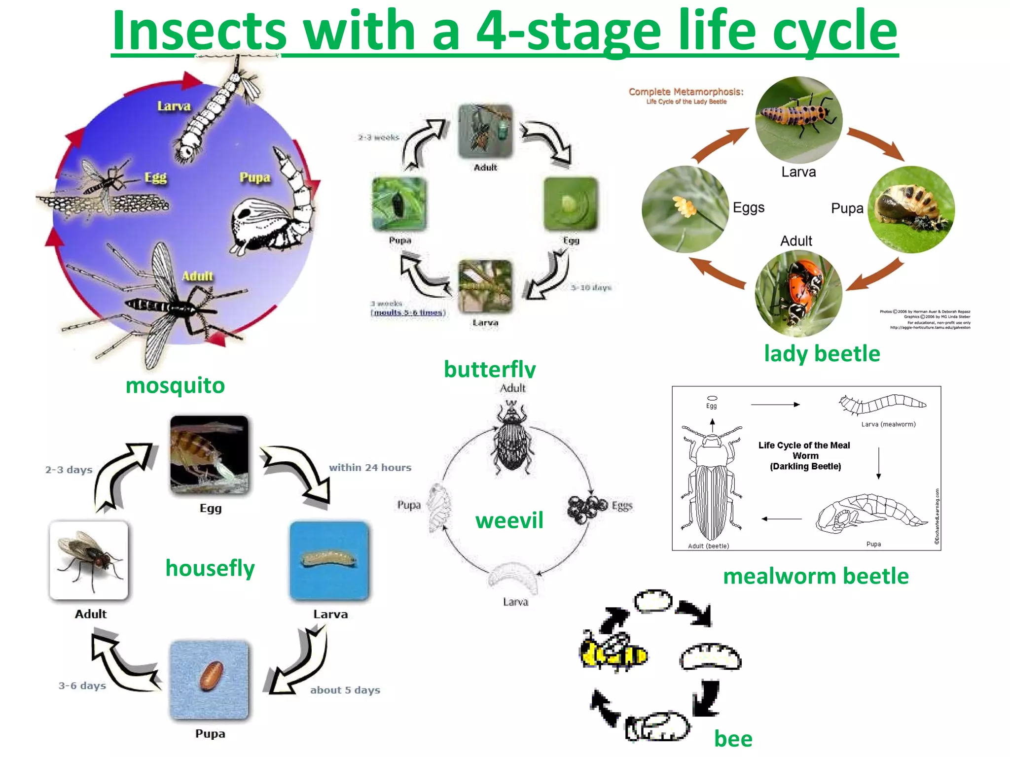 Life cycle forum | PPT