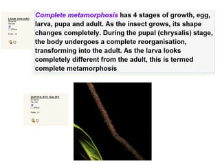 Life cycle forum | PPT