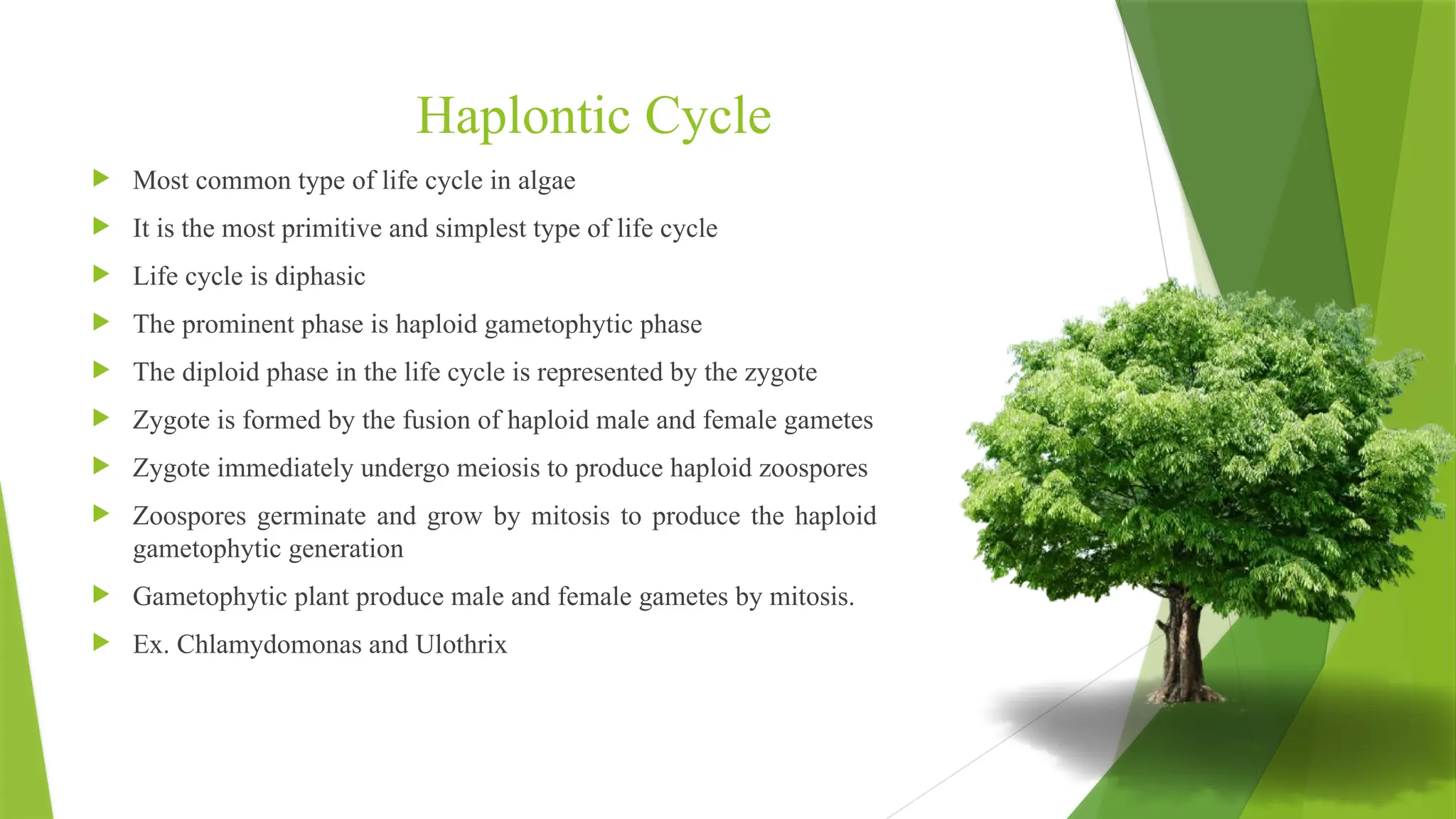 LIFE CYCLE IN ALGAE.pptx for degree stude | PPTX